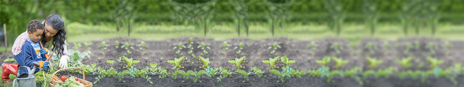 Five Steps to Safe Digging - Miss Utility